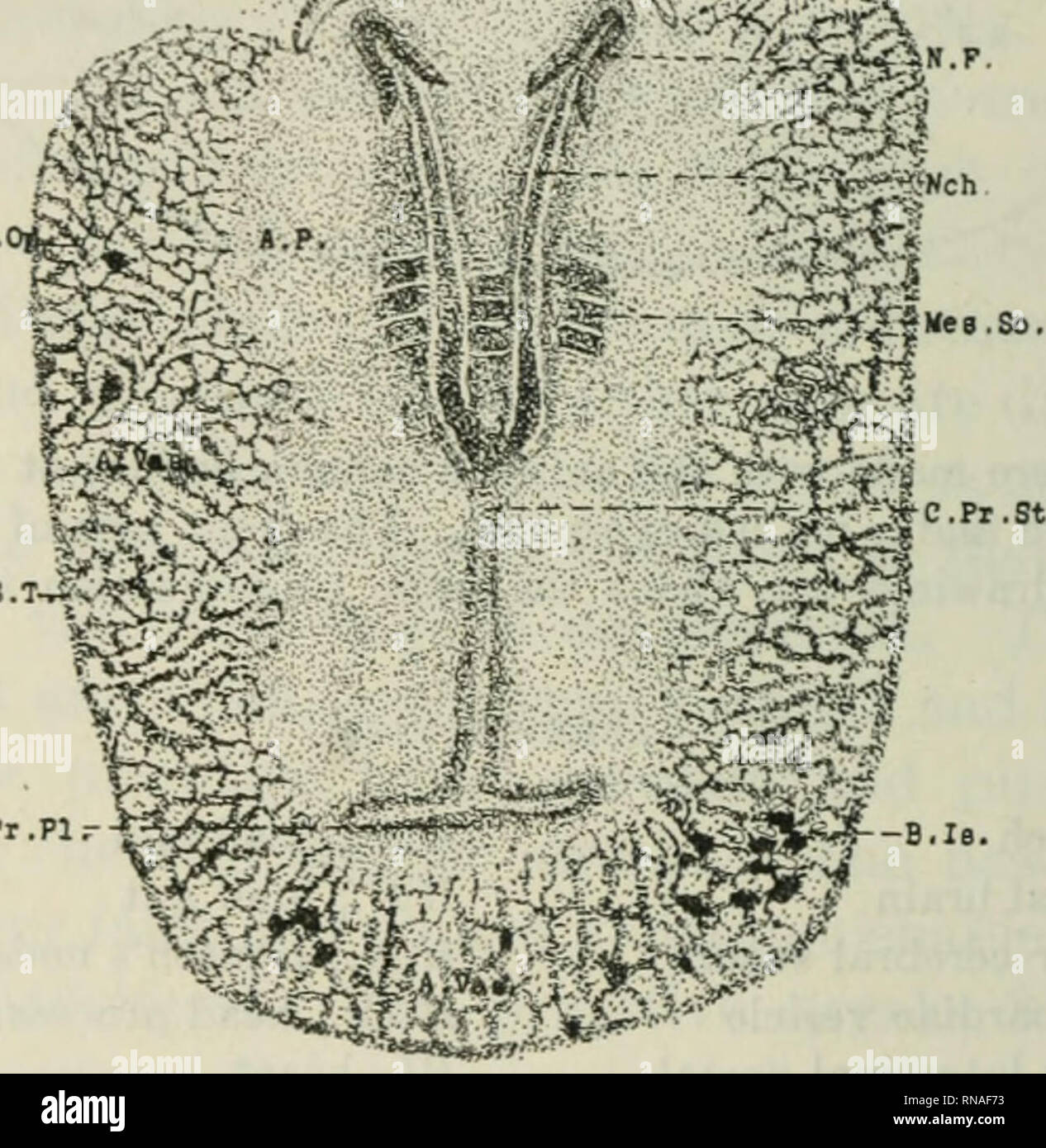 Incubation of embryos hi-res stock photography and images - Alamy