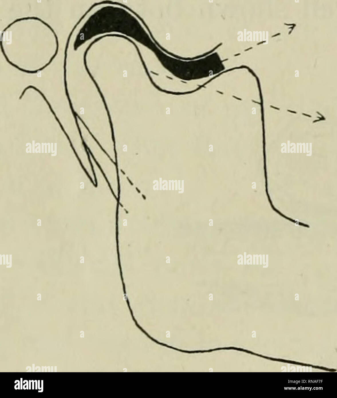 . The anatomical record. Anatomy; Anatomy. 364 FREDERIC POMEROY LORD ...