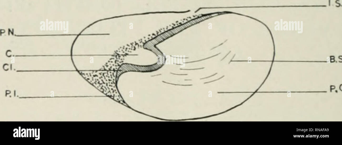 Pars nervosa pituitary hi-res stock photography and images - Alamy