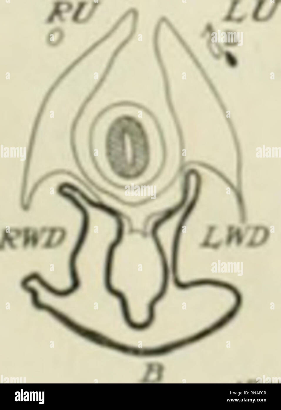 Medial rotation hi-res stock photography and images - Alamy