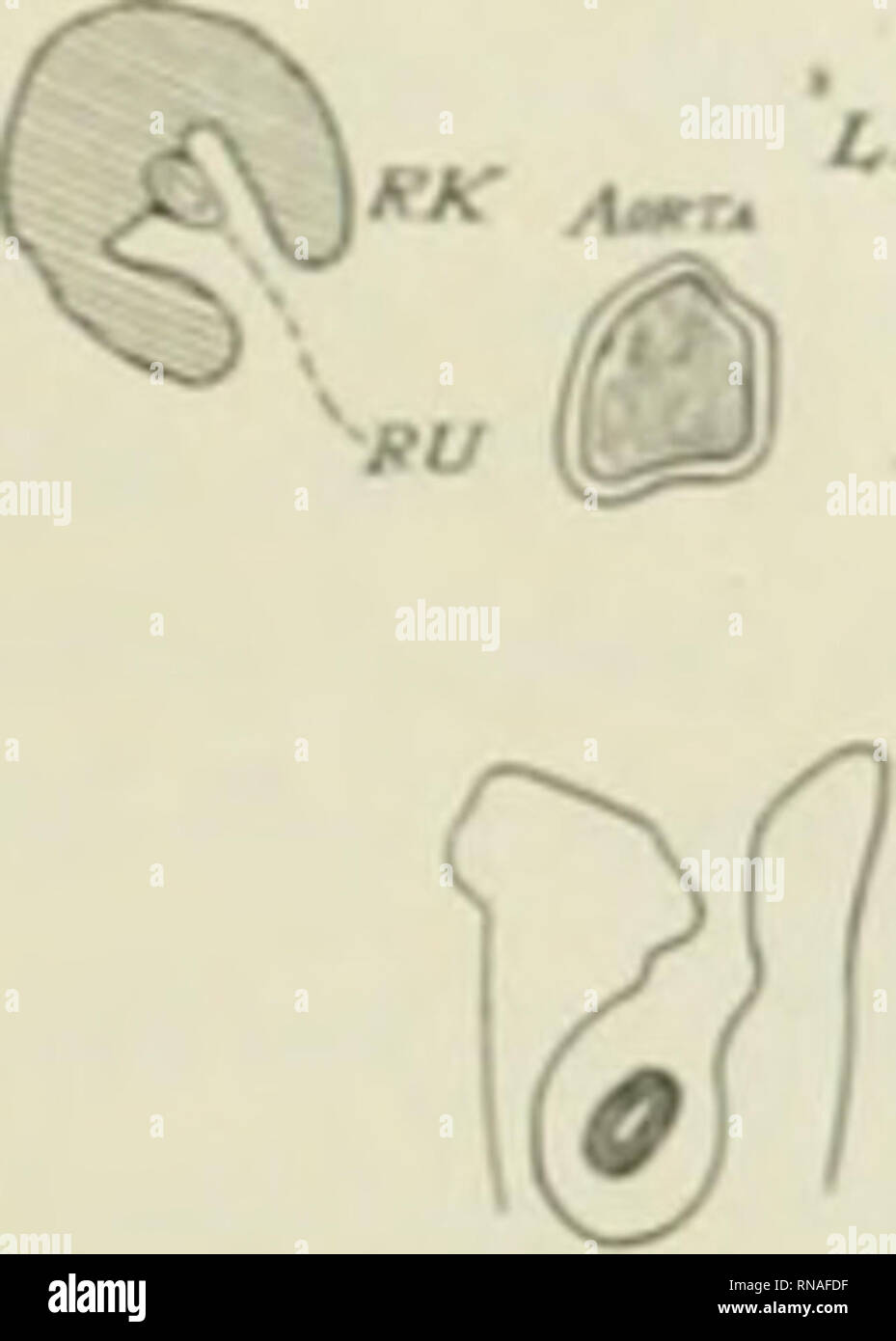 . The anatomical record. Anatomy; Anatomy. DOUBLE URETERS IN HUMAN AND ...