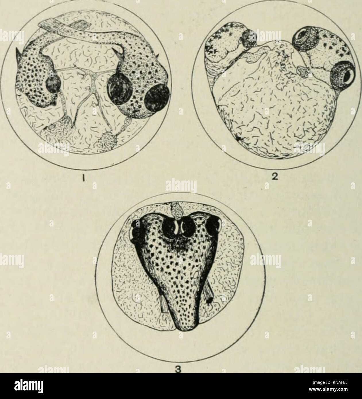 Cyclopia hi-res stock photography and images - Alamy