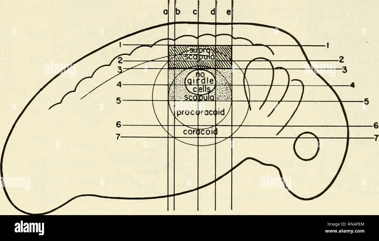 . Analysis of development. Embryology; Embryology. Limb and Girdle 435 ...