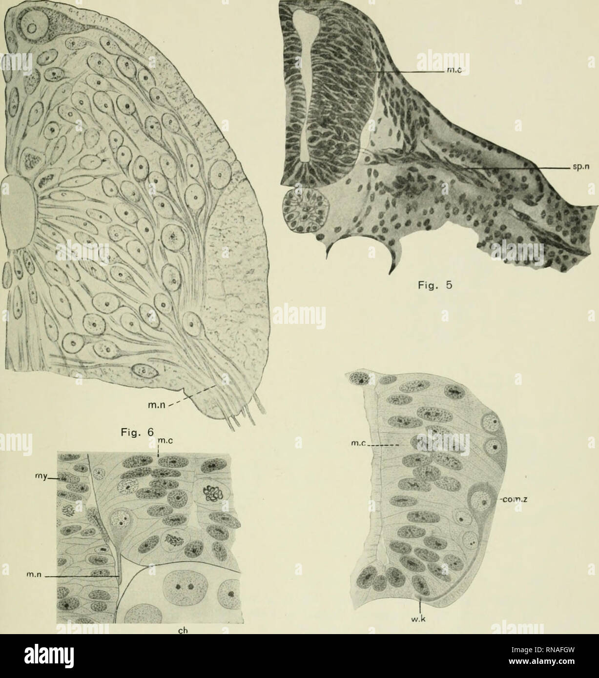 Chick embryo cross section hi-res stock photography and images - Alamy