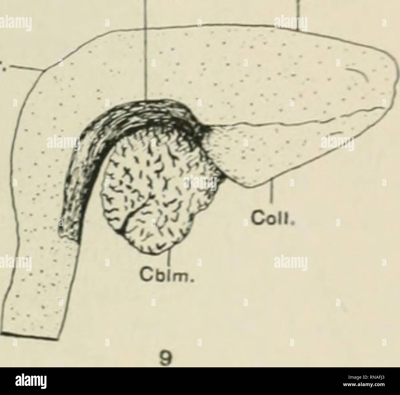 Ventriculus quartus hi-res stock photography and images - Alamy