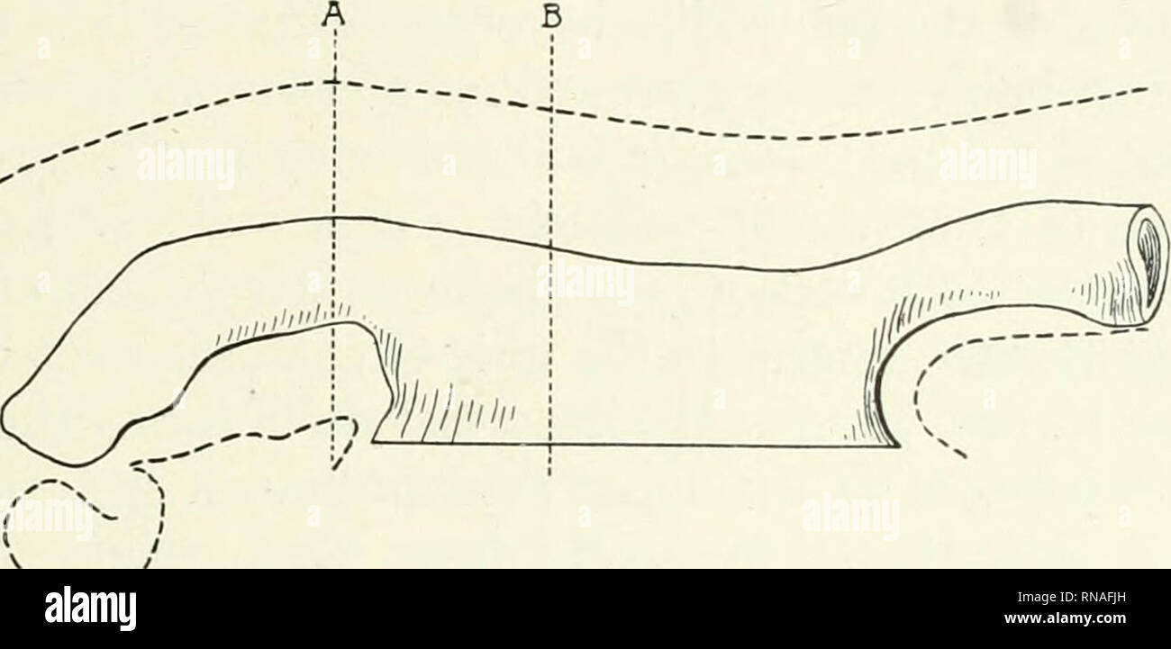 . The anatomical record. Anatomy; Anatomy. ON WEBER S METHOD OF ...