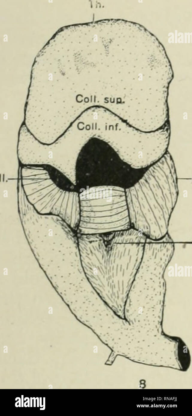 Cyclopia hi-res stock photography and images - Alamy