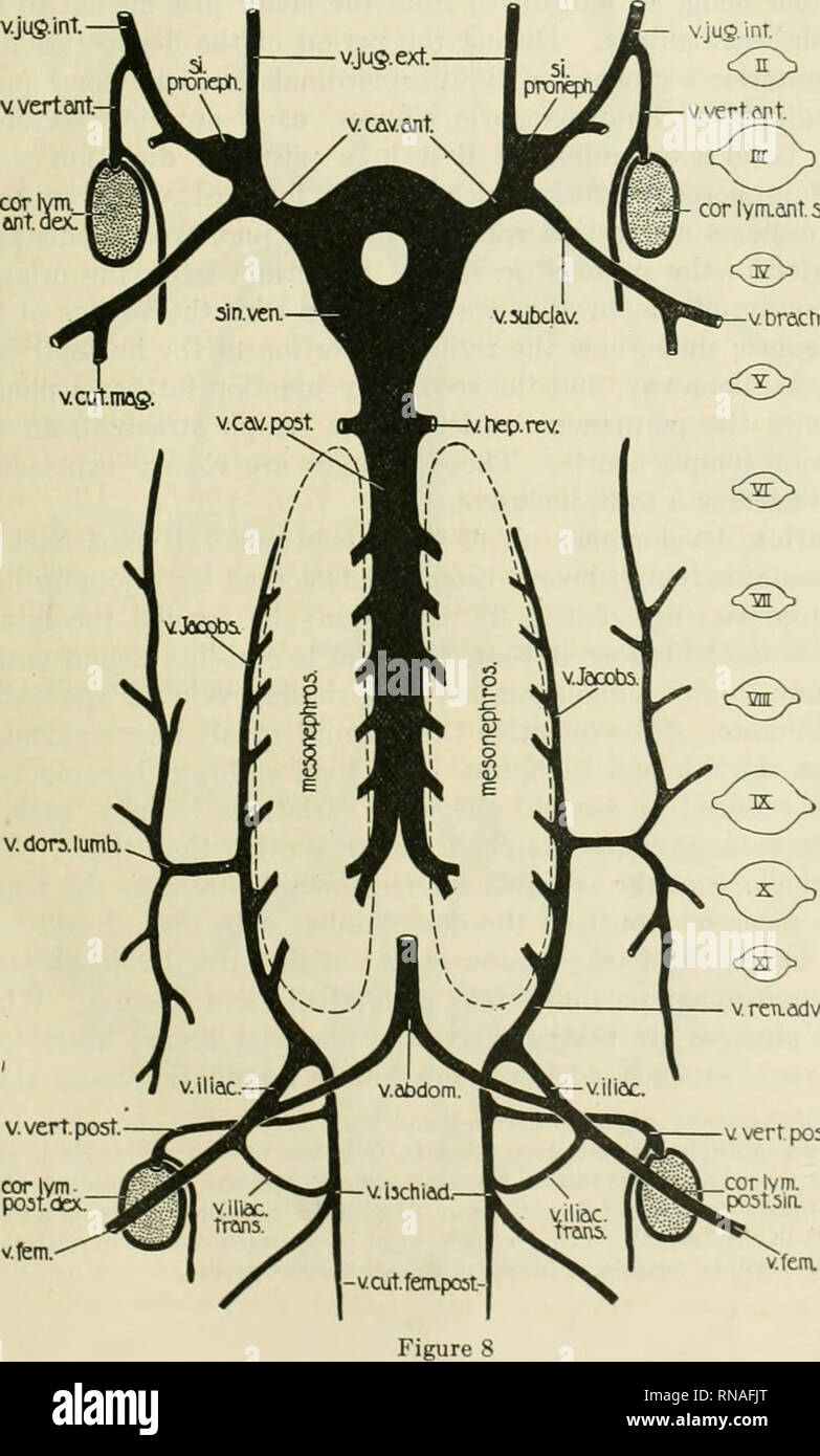 Venous channels hi-res stock photography and images - Alamy