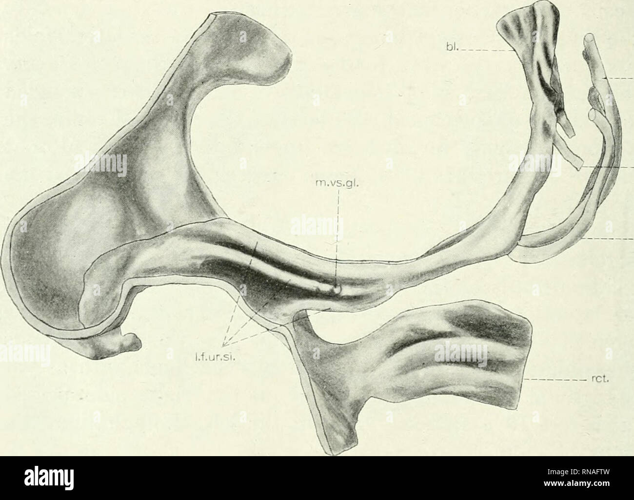 Urogenital Folds