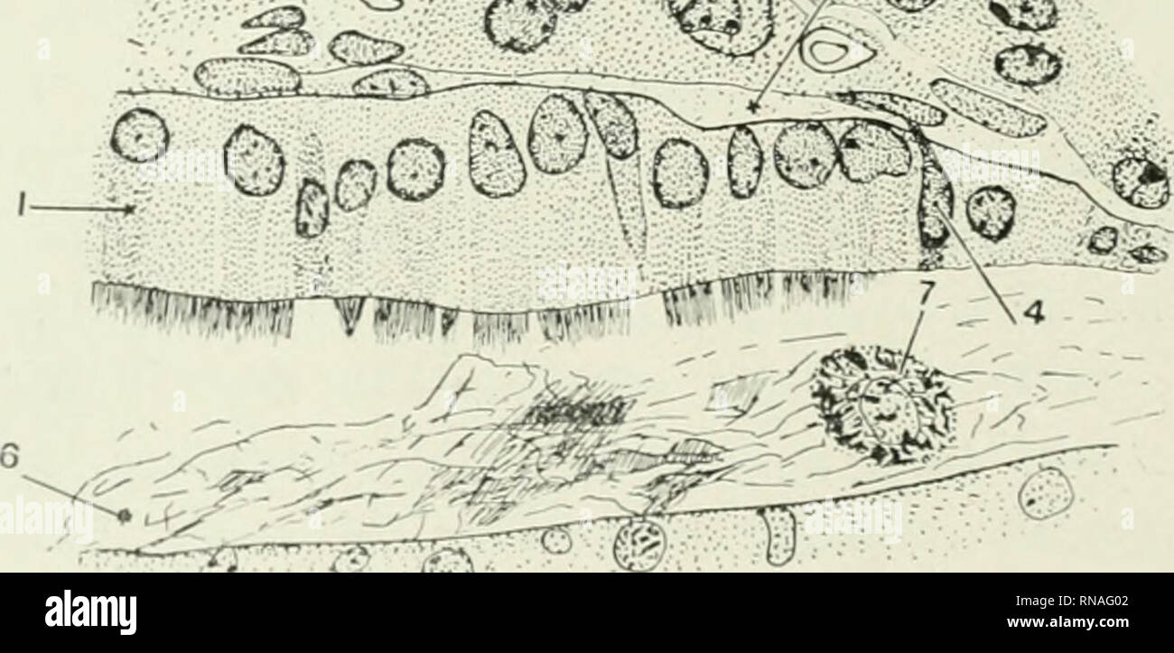 . The anatomical record. Anatomy; Anatomy. 7 '' .M, - /^x^^-*-?'). 5^ 6 ...