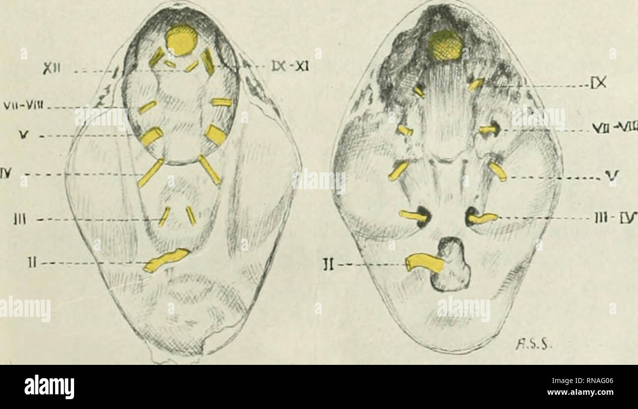 . The anatomical record. Anatomy; Anatomy. ANATOMY OF A FETUS OF A ...