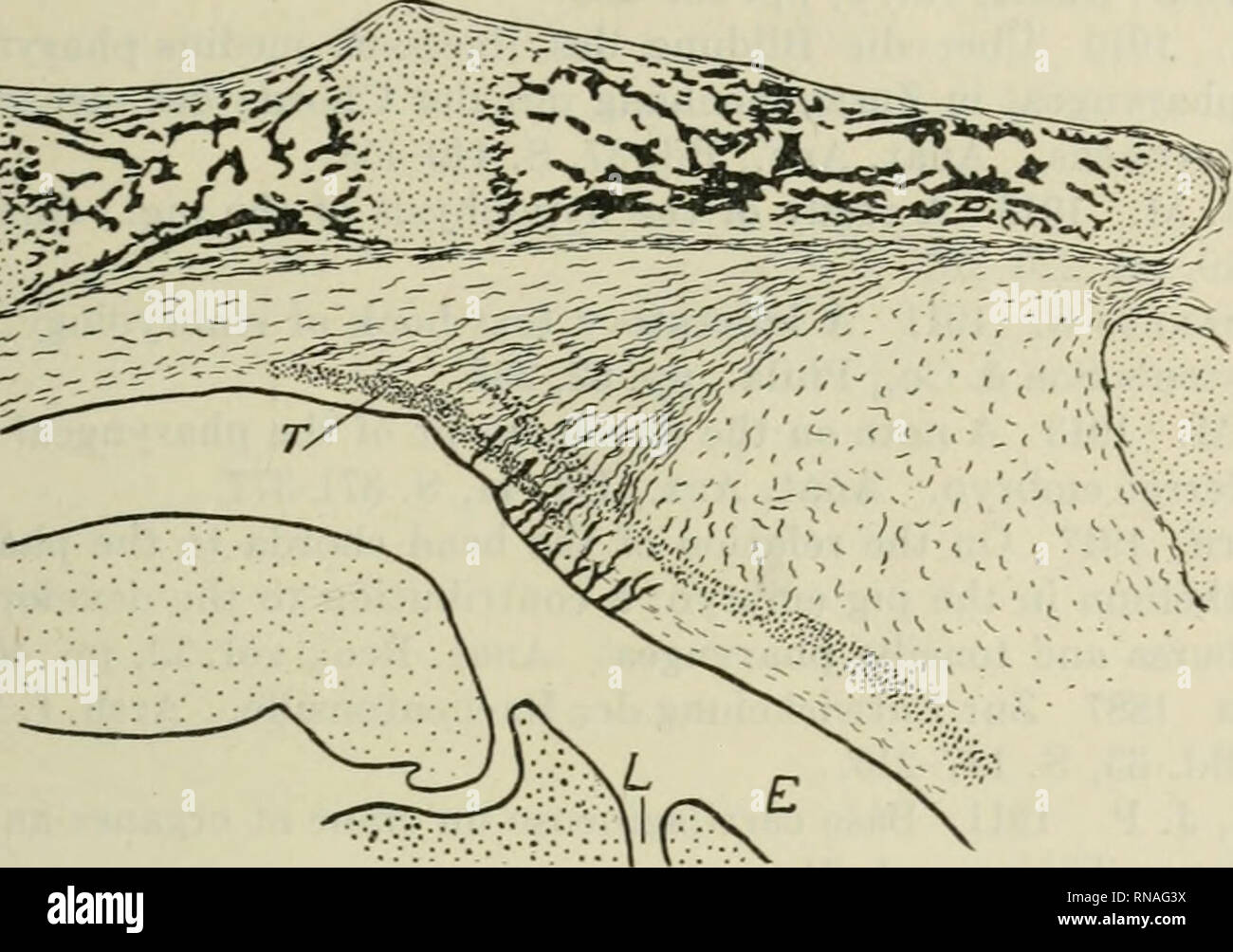 . The anatomical record. Anatomy; Anatomy. BURSA AND TONSILLA PHARYNGEA ...