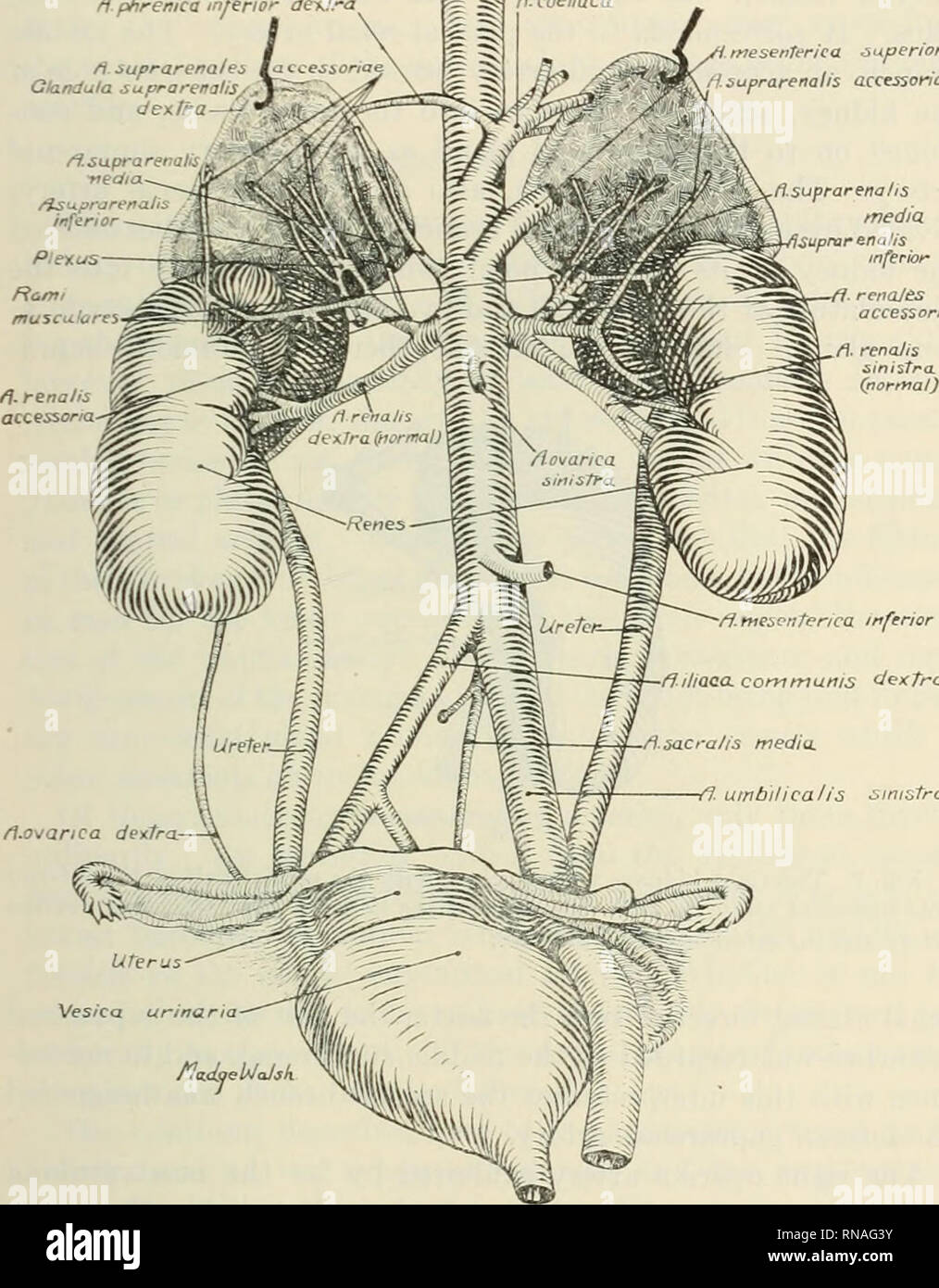 . The Anatomical record 1922-1923. Anatomy. ANOMALOUS ARTERIAL SUPPLY ...