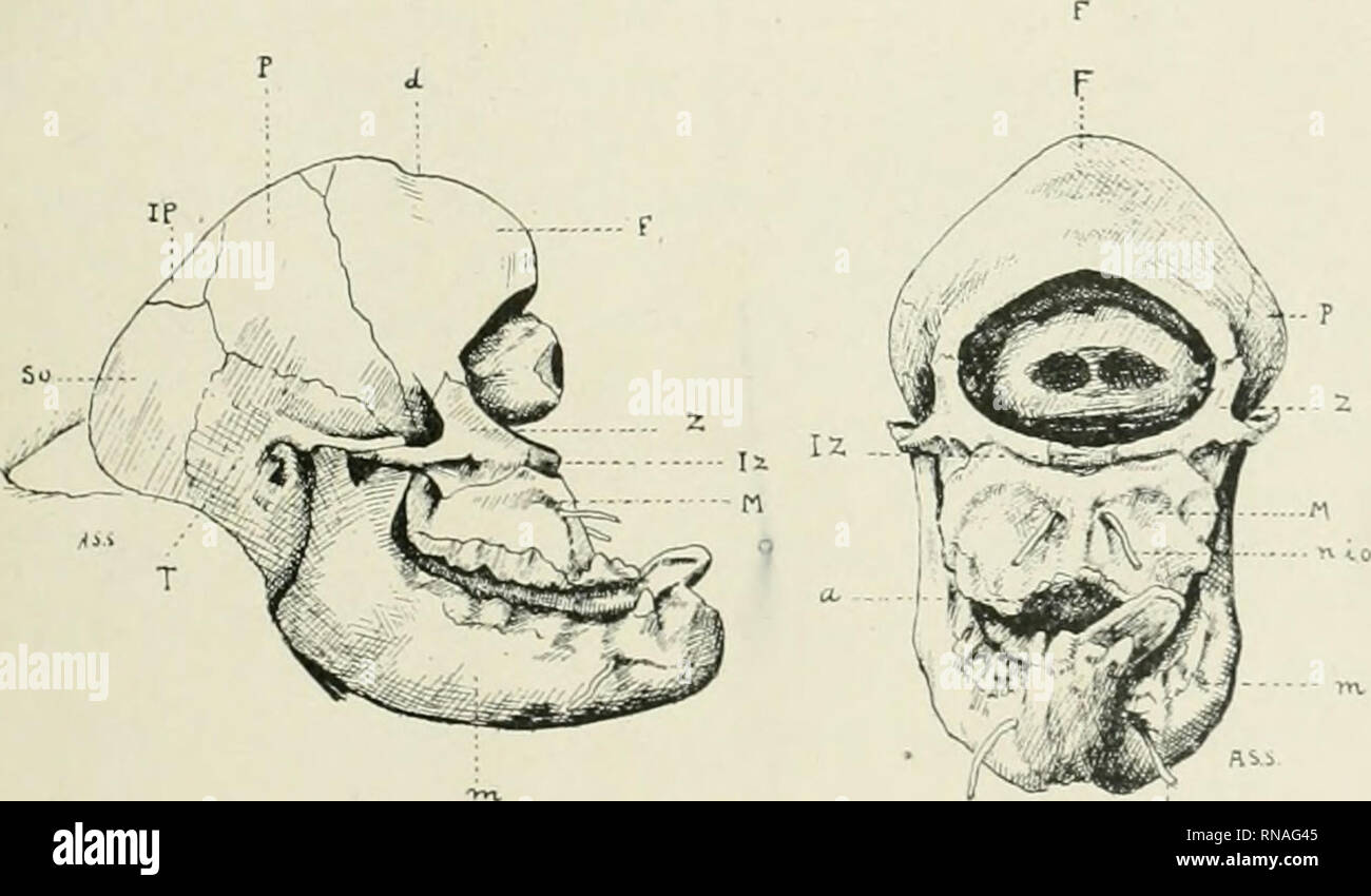 . The anatomical record. Anatomy; Anatomy. ANATOMY OF A FETUS OF A ...