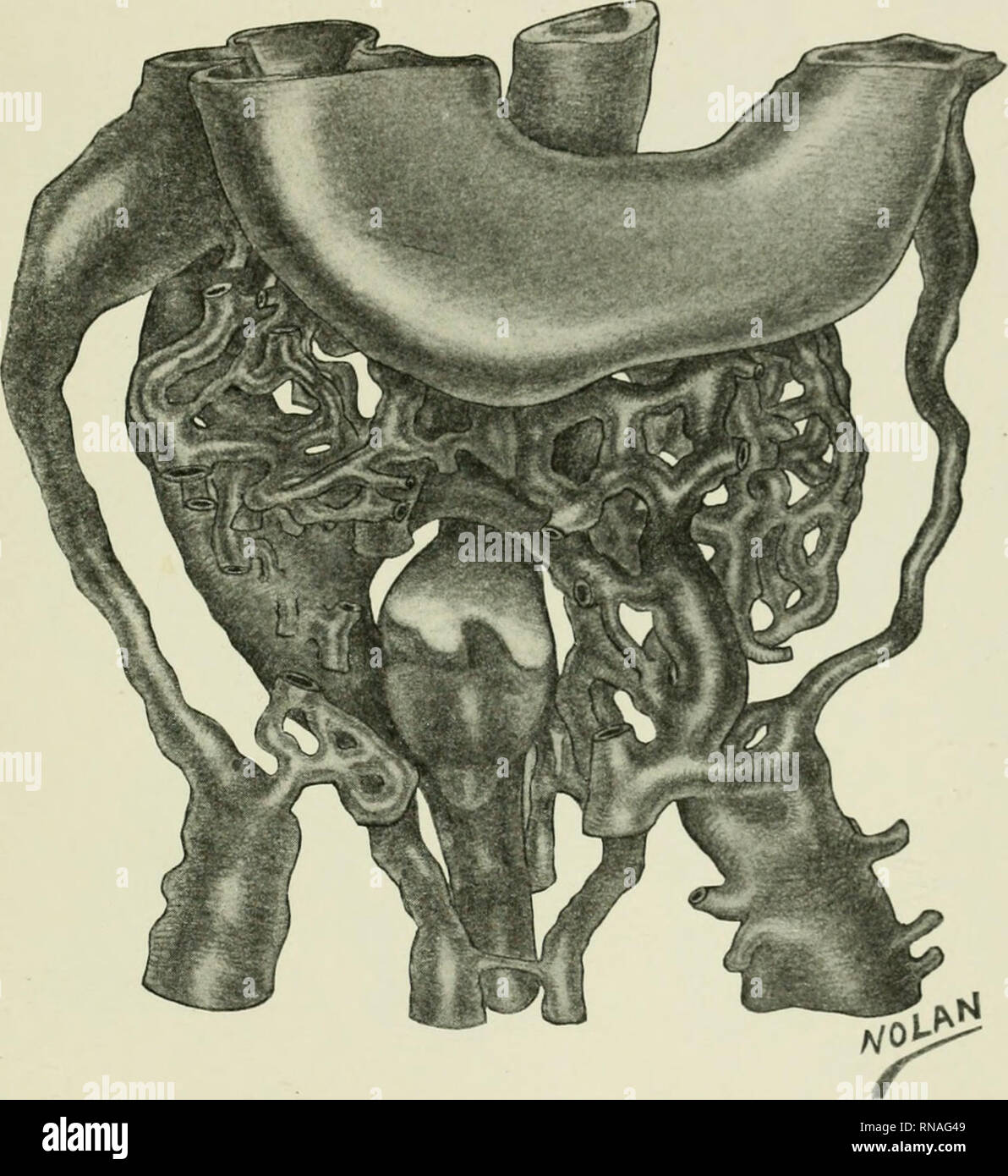 . The anatomical record. Anatomy; Anatomy. I'l-ATE I.—Model of veins ...