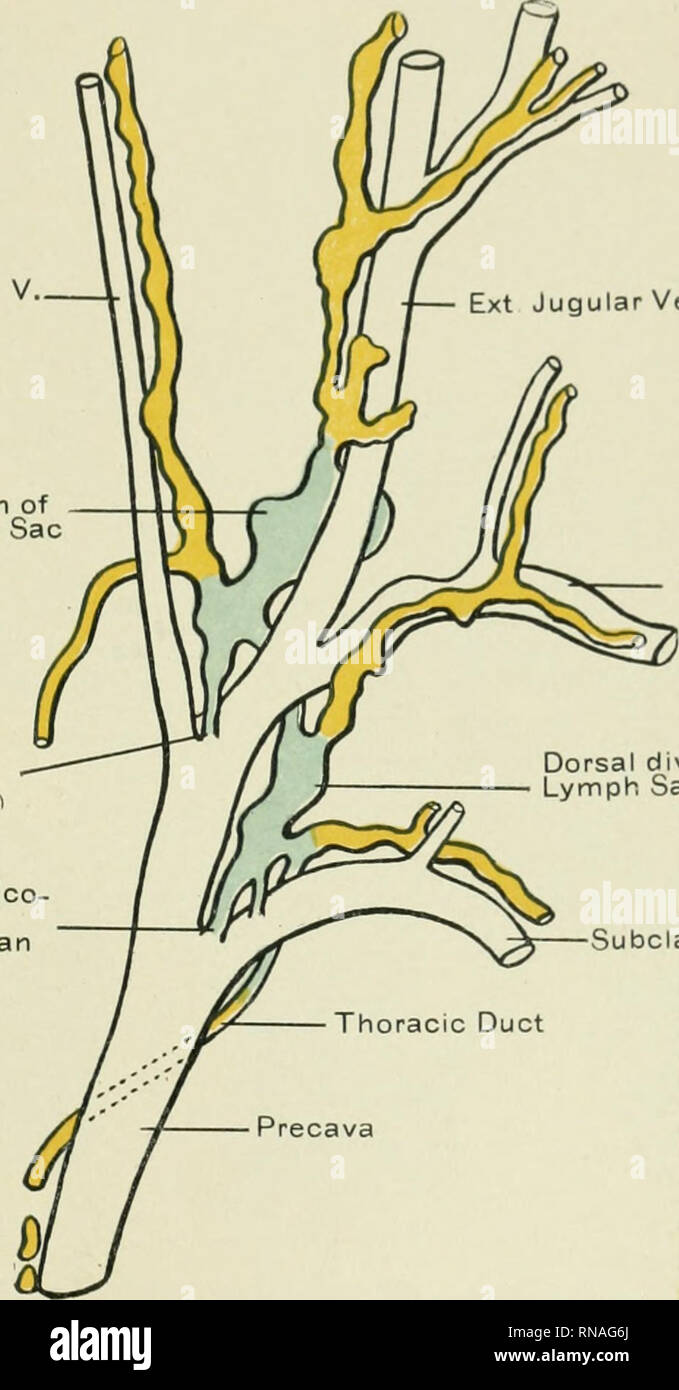 . The anatomical record. Anatomy; Anatomy. Int. Jugular V. Ventral ...