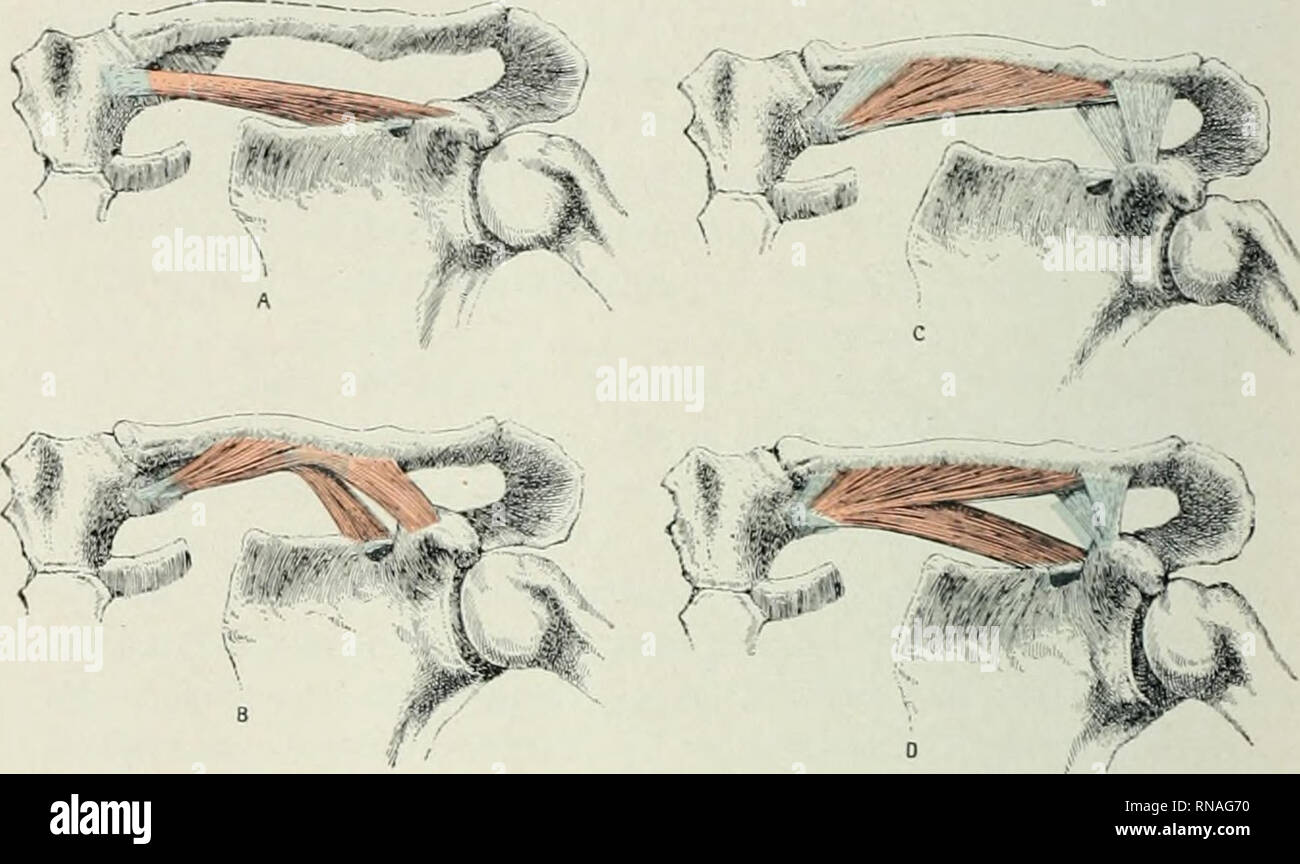 . The anatomical record. Anatomy; Anatomy. 396 GEORGE S. HUNTINGTON ...