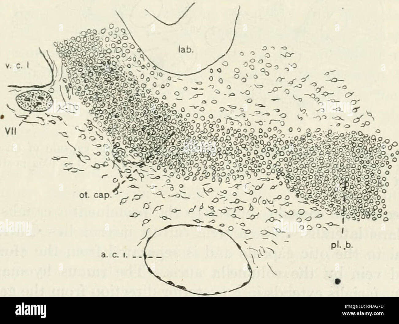 . The anatomical record. Anatomy; Anatomy. DDlHLi: FENESTRAL STRUCTURE ...