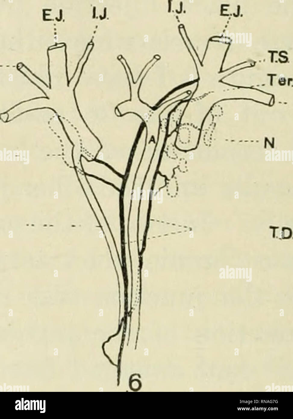 Innominate vein hi-res stock photography and images - Alamy