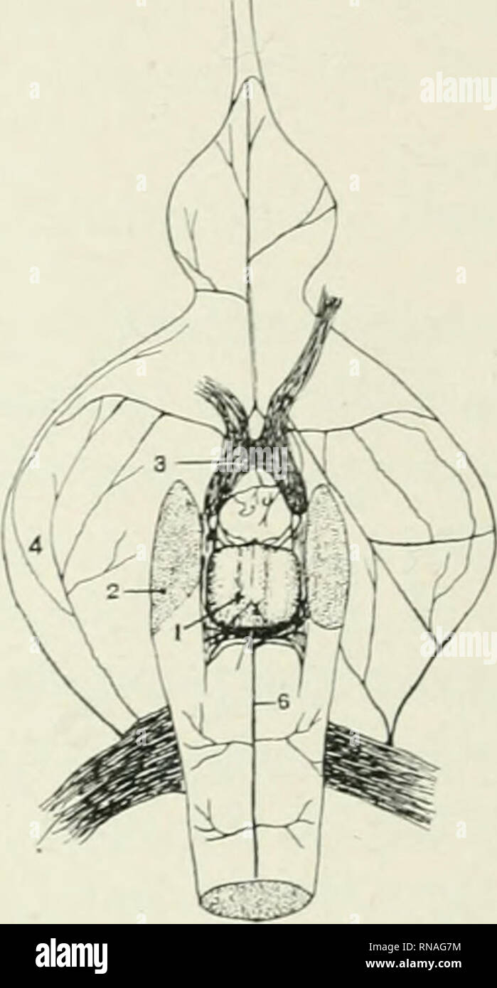 Pig brain sketch hi-res stock photography and images - Alamy