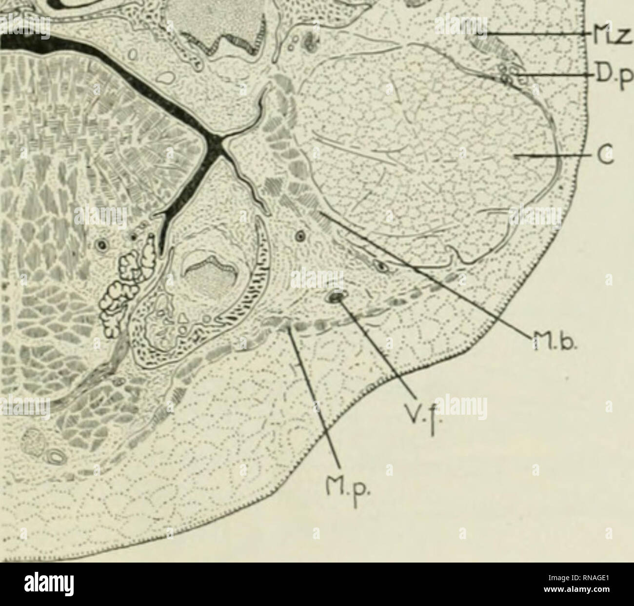 Anatomical Structures Detailed Anatomical Model Of A Human Heart