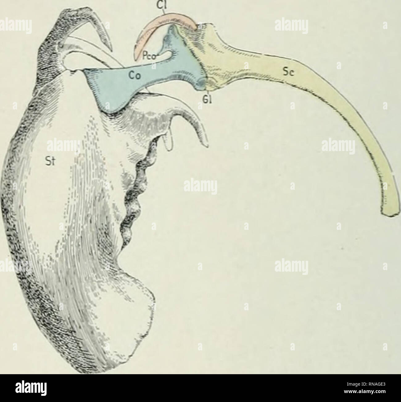 . The anatomical record. Anatomy; Anatomy. 380 GEORGE S. HUXTIXGTOX ...