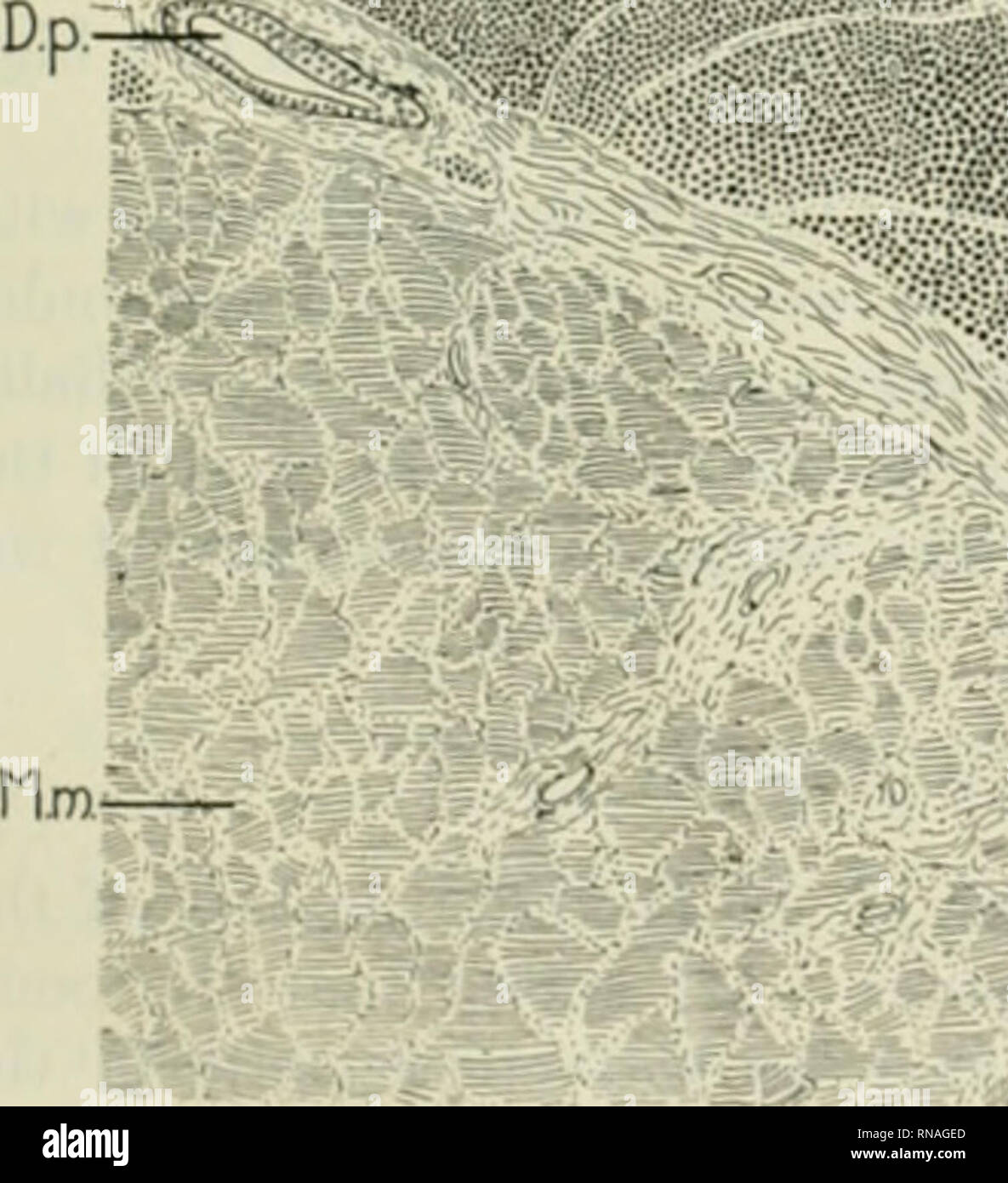 . The anatomical record. Anatomy; Anatomy. STRUCTURE OF THE CORPUS ...