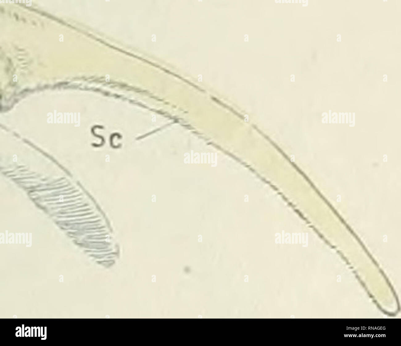 . The anatomical record. Anatomy; Anatomy. Figure 10. Shoulder-girdle ...