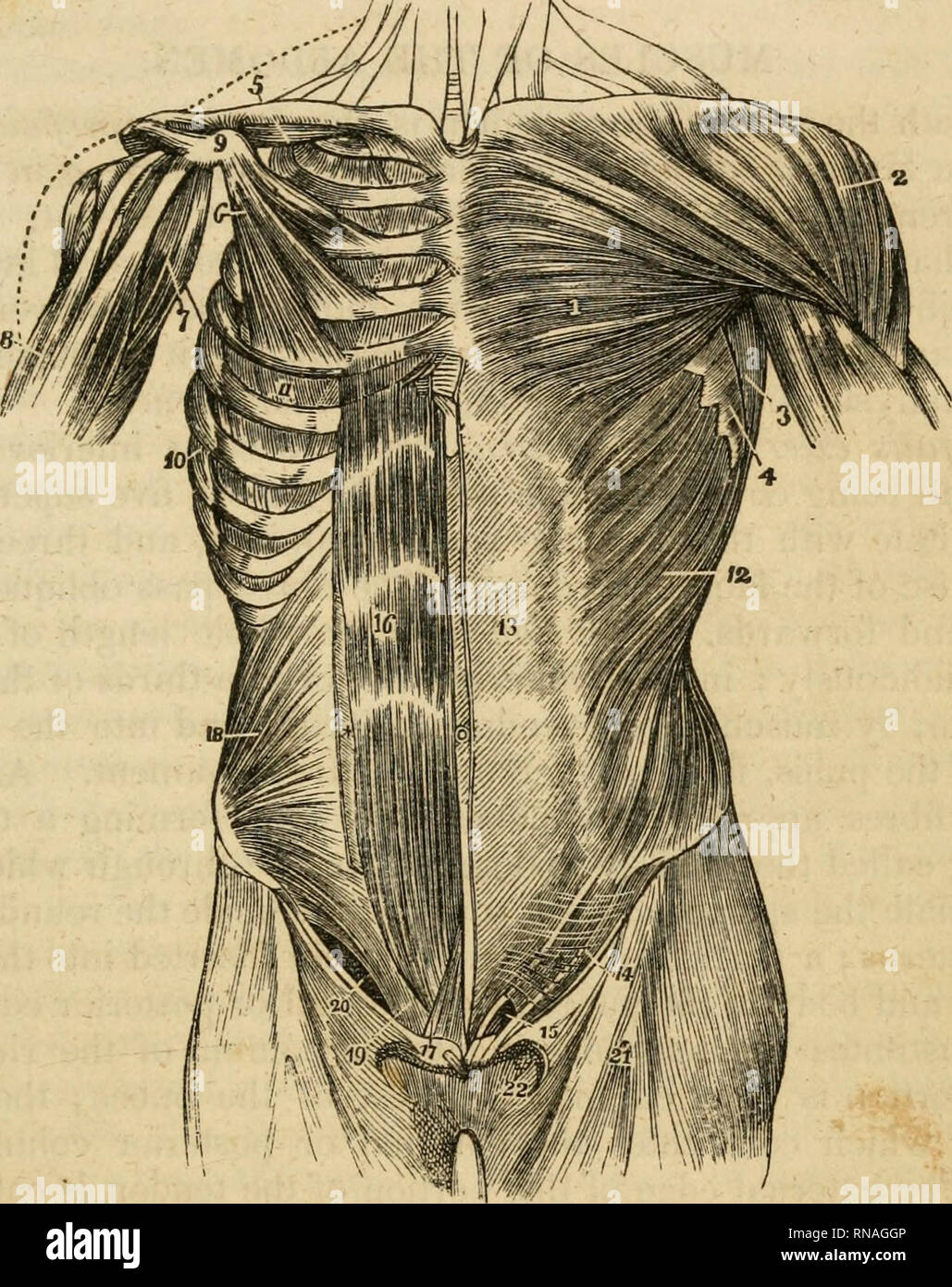 Upper chest muscles anatomy hi-res stock photography and images - Alamy