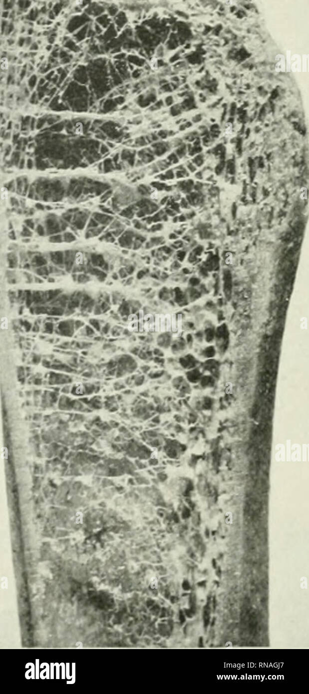 . The anatomical record. Anatomy; Anatomy. 64 ARTHUR WILLIAM MEYER ...