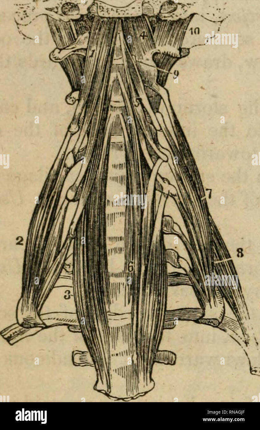 Transverse processes of cervical vertebrae hi-res stock photography and ...