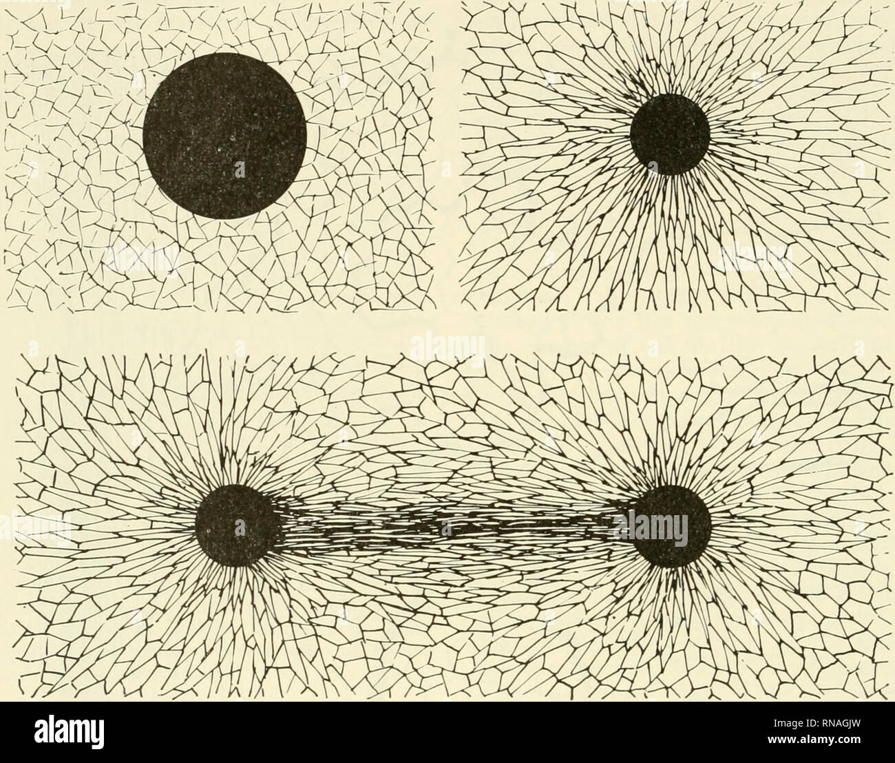 Fibrillar pattern hi-res stock photography and images - Alamy