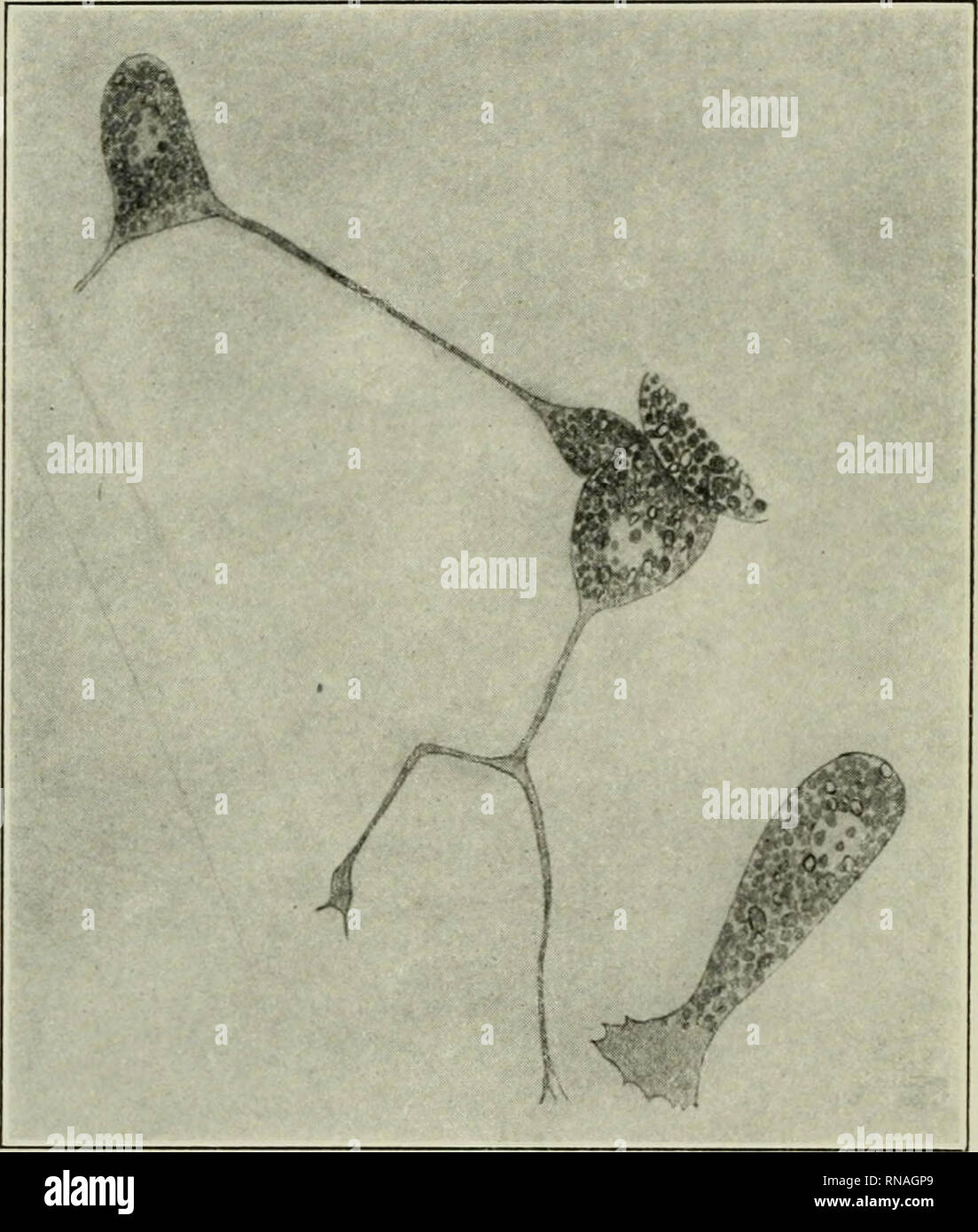 Branchial plates hi-res stock photography and images - Alamy