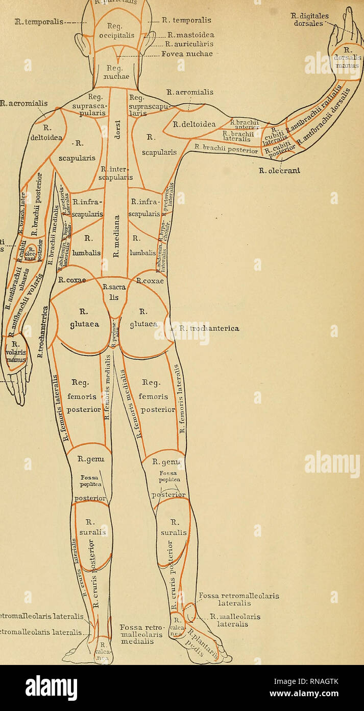 Anatomical terminology hi-res stock photography and images - Alamy