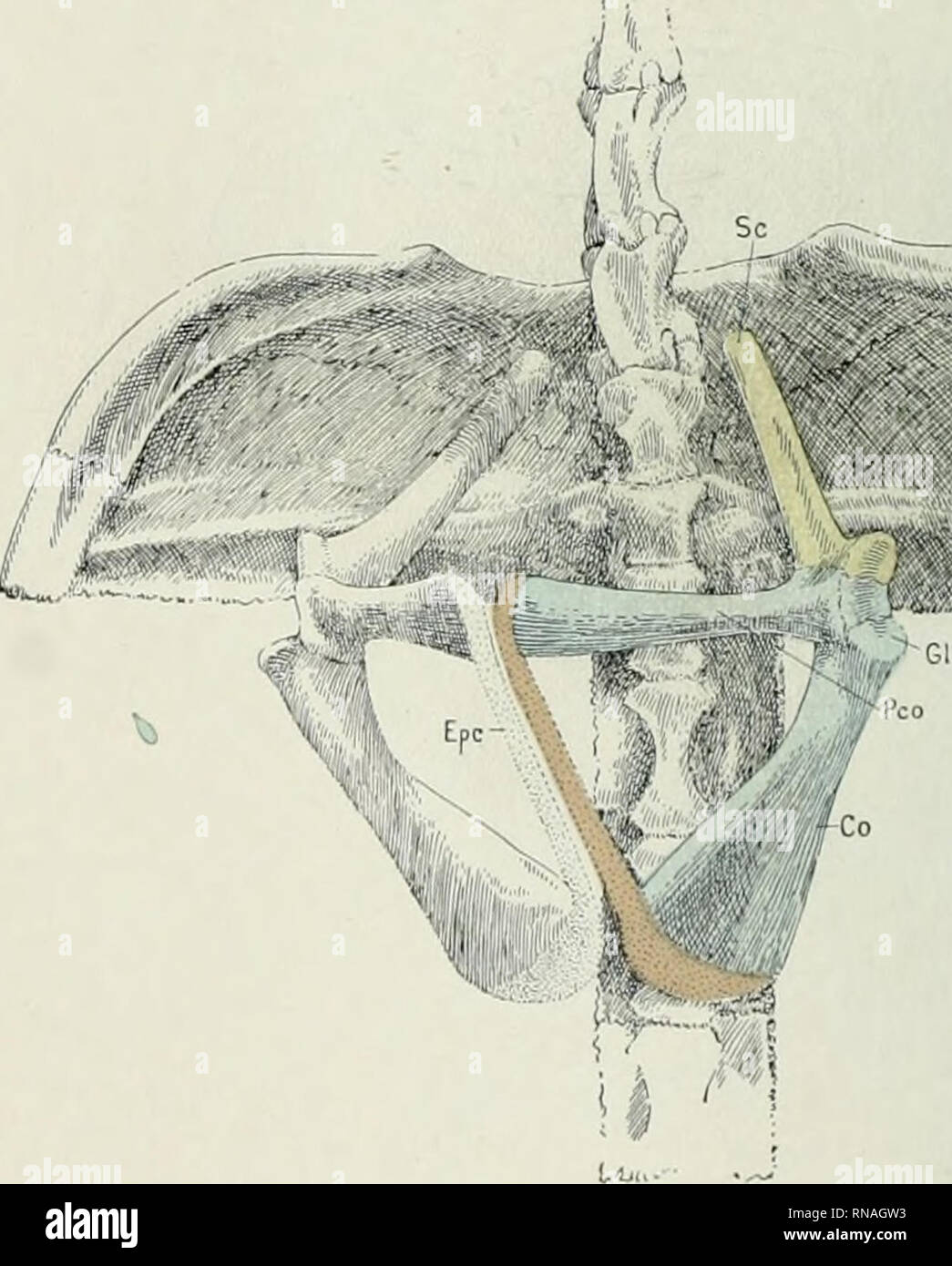 Serpentina c hi-res stock photography and images - Alamy