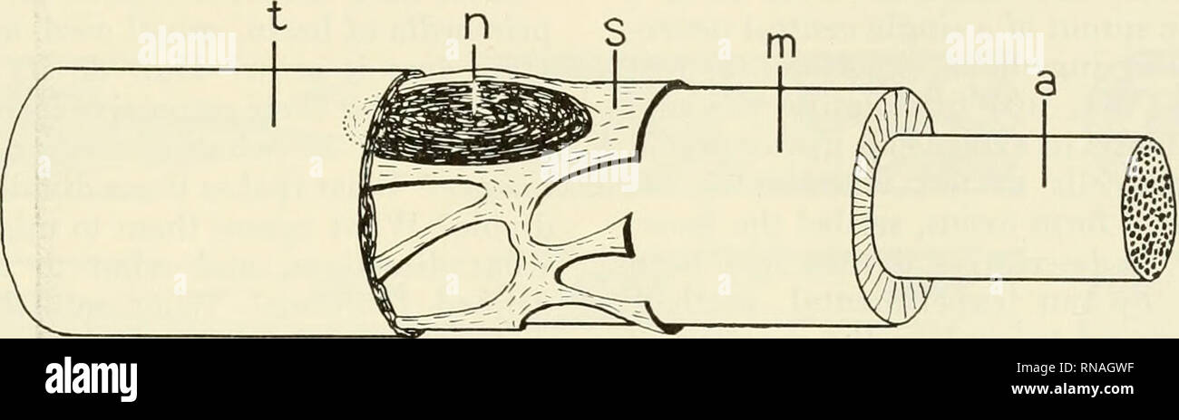 . Analysis of development. Embryology; Embryology. Nervous System 347 ...