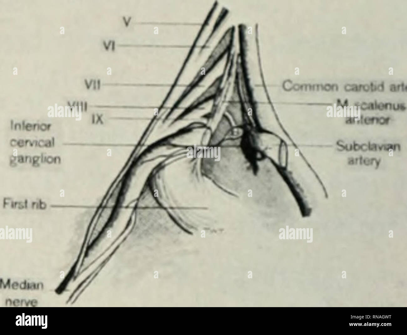 . The anatomical record. Anatomy; Anatomy. CommflA msptfultry. MEDIAN ...