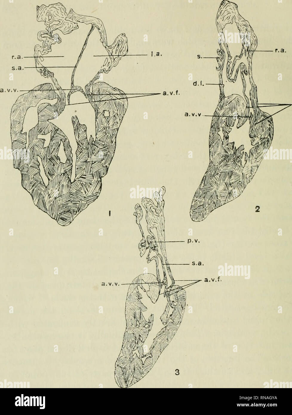 . The anatomical record. Anatomy; Anatomy. a.v.f. Figs. 1 to 7 All the ...