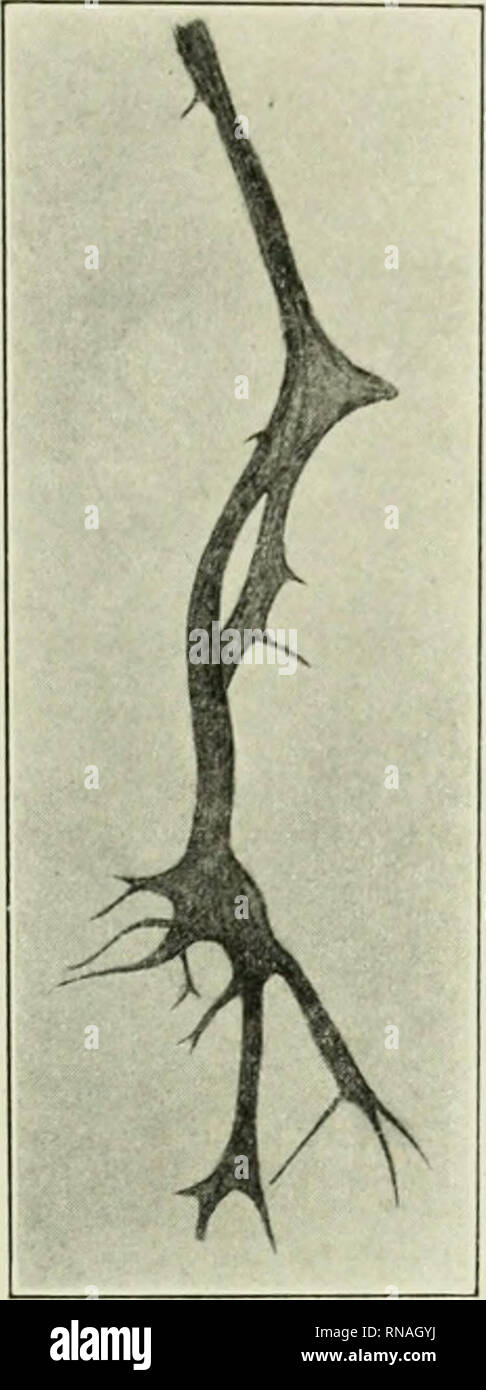 Frog skin cell hi-res stock photography and images - Alamy