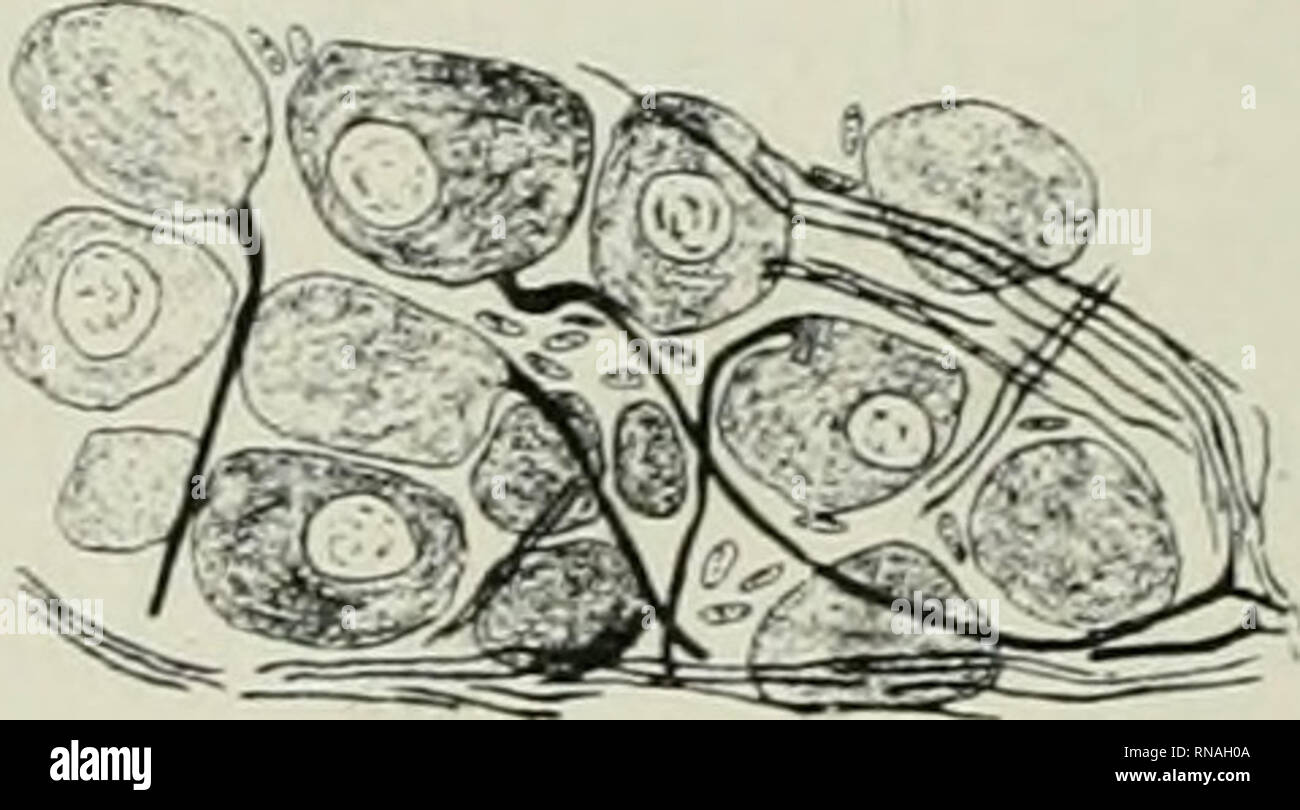 . The anatomical record. Anatomy; Anatomy. Fig. 2 Groups of ganglion ...