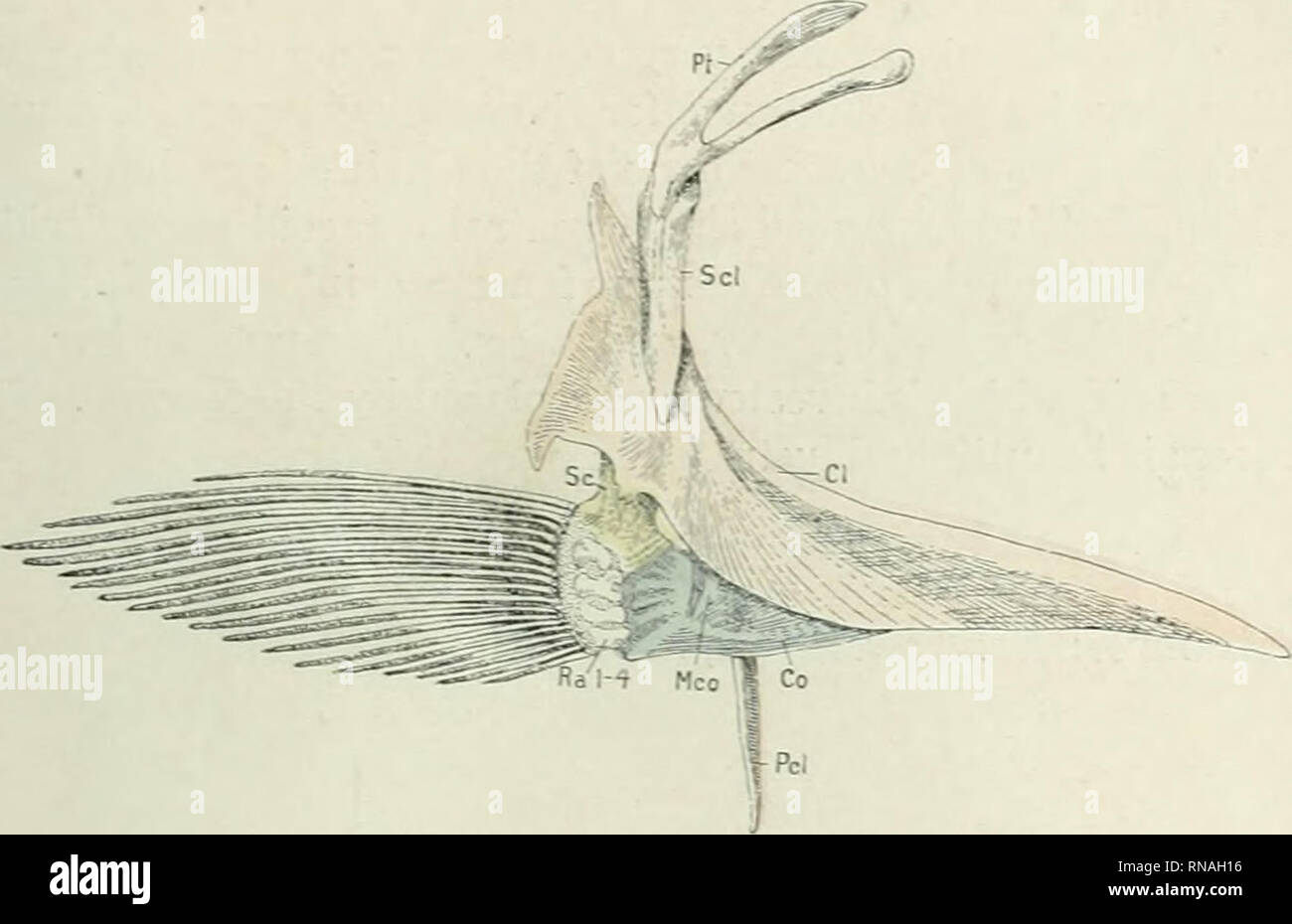 Co temporal hi-res stock photography and images - Alamy