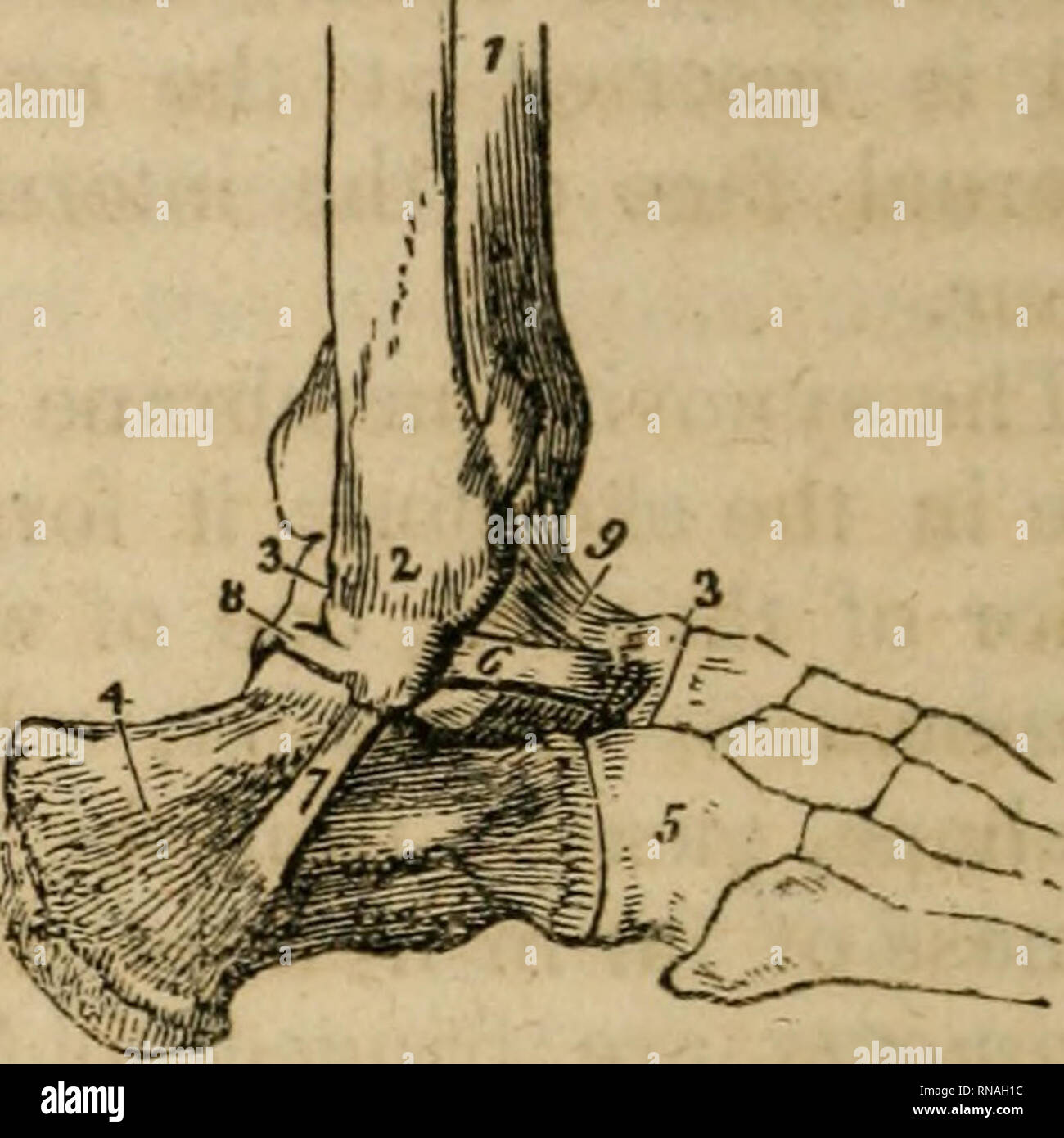 . An analytical compendium of the various branches of medical science ...