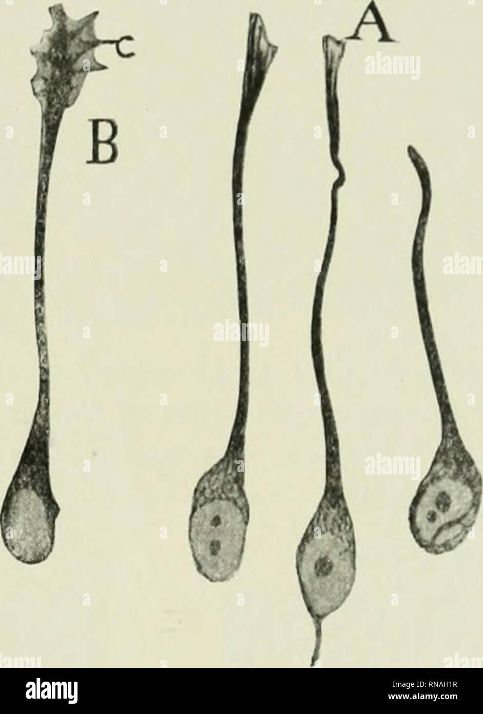 . The anatomical record. Anatomy; Anatomy. The Anatomical Kecorcl. 403 ...