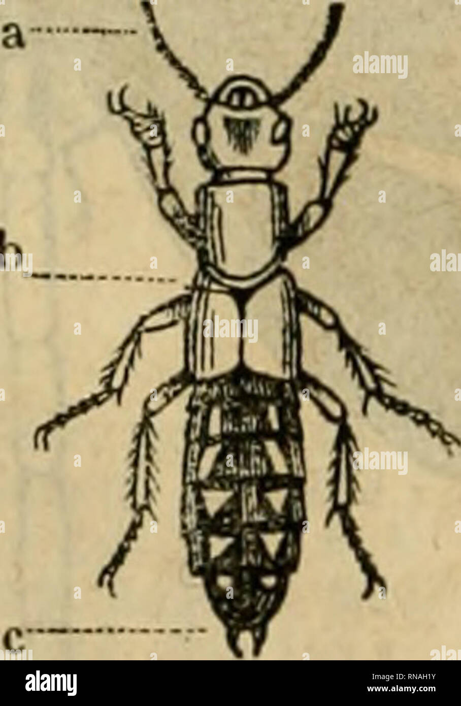 Fofer hi-res stock photography and images - Alamy