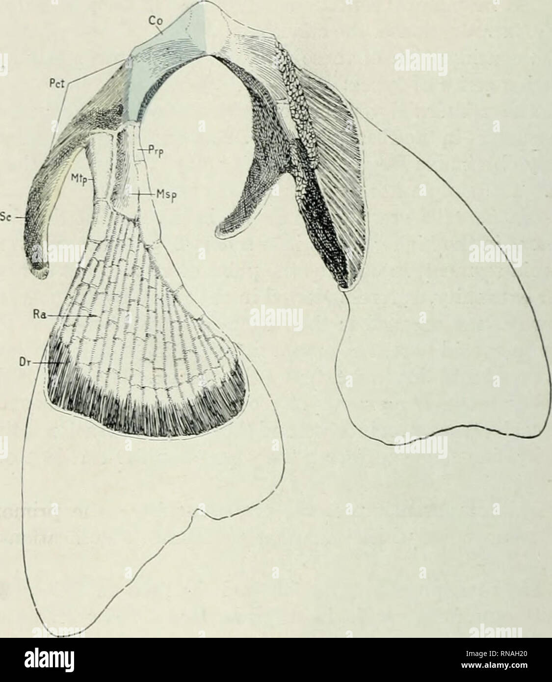 . The anatomical record. Anatomy; Anatomy. 366 GEOKGE S. HUNTINGTON ...