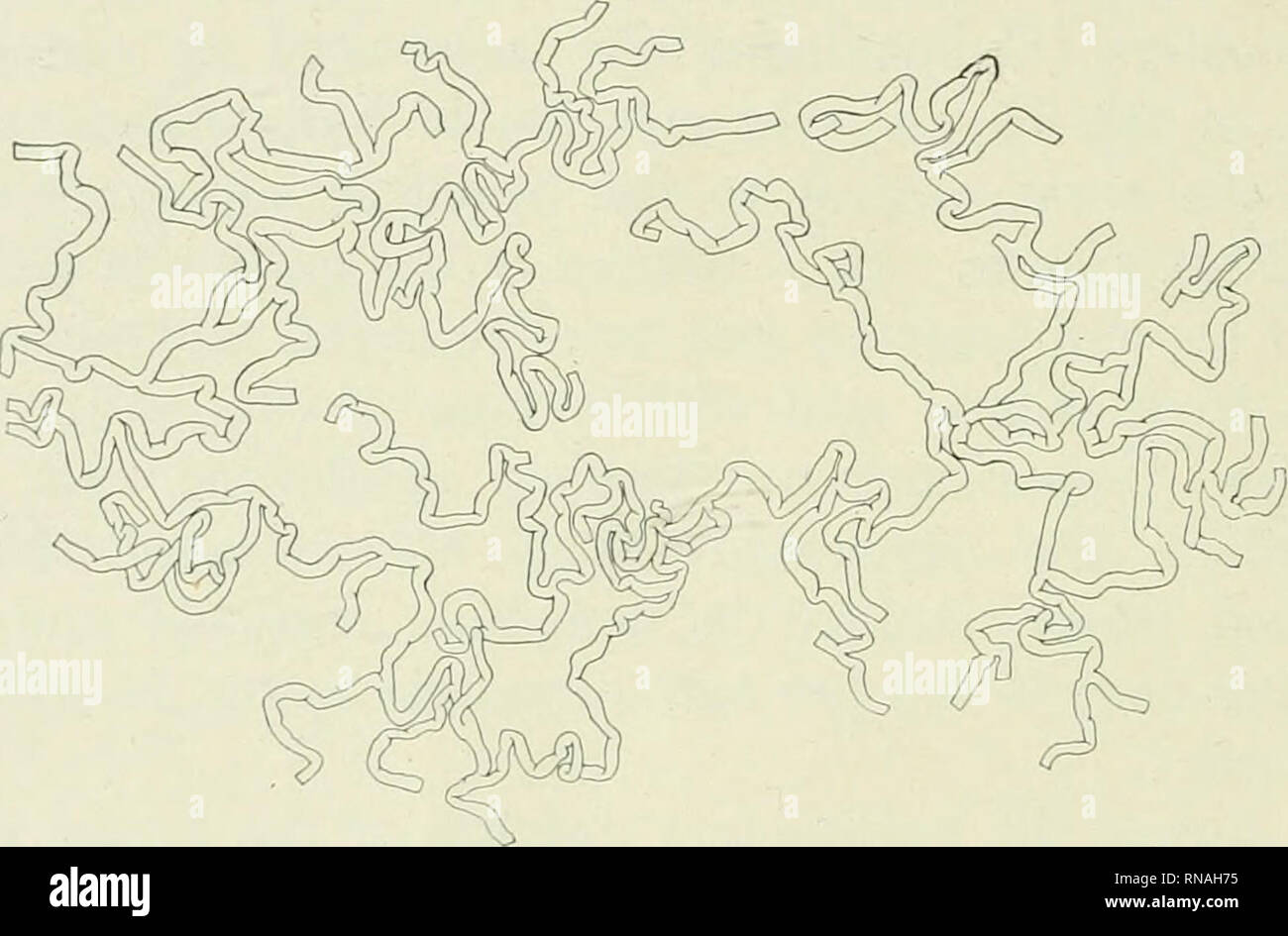 Rete testis hi-res stock photography and images - Alamy
