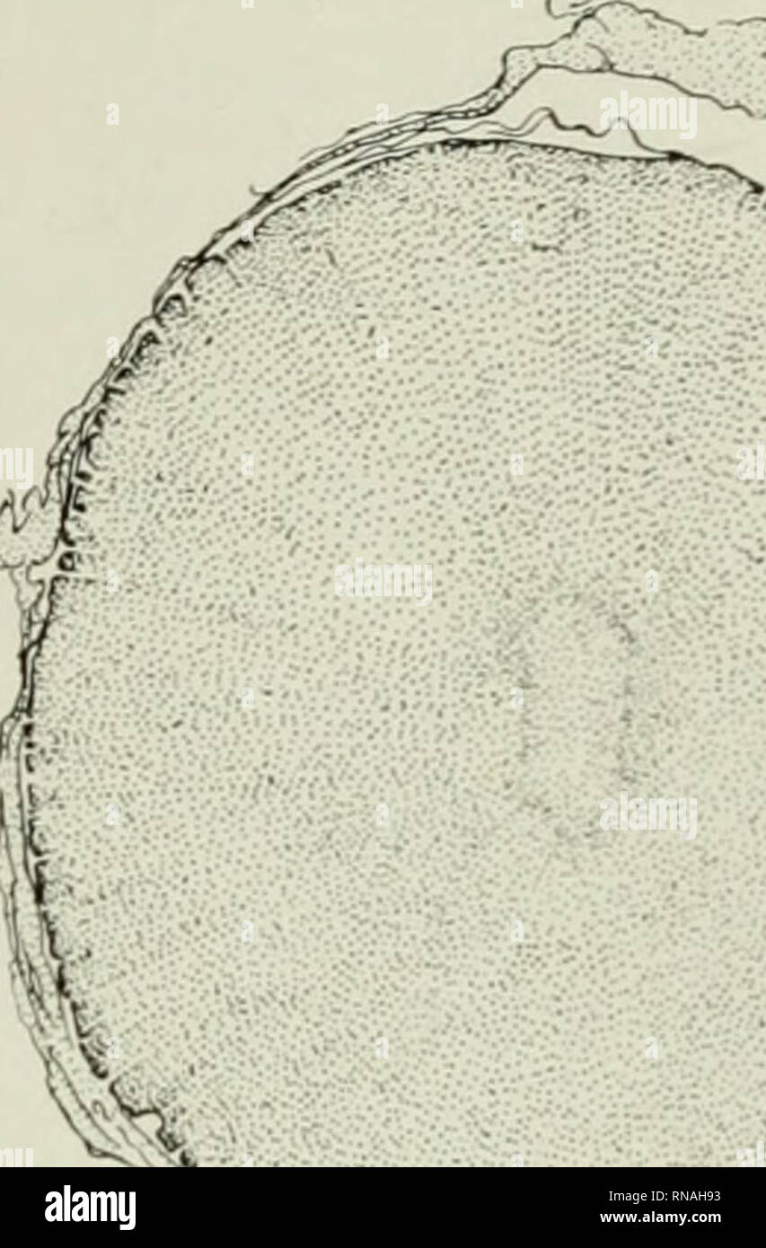 Connective tissue capsule hi-res stock photography and images - Alamy