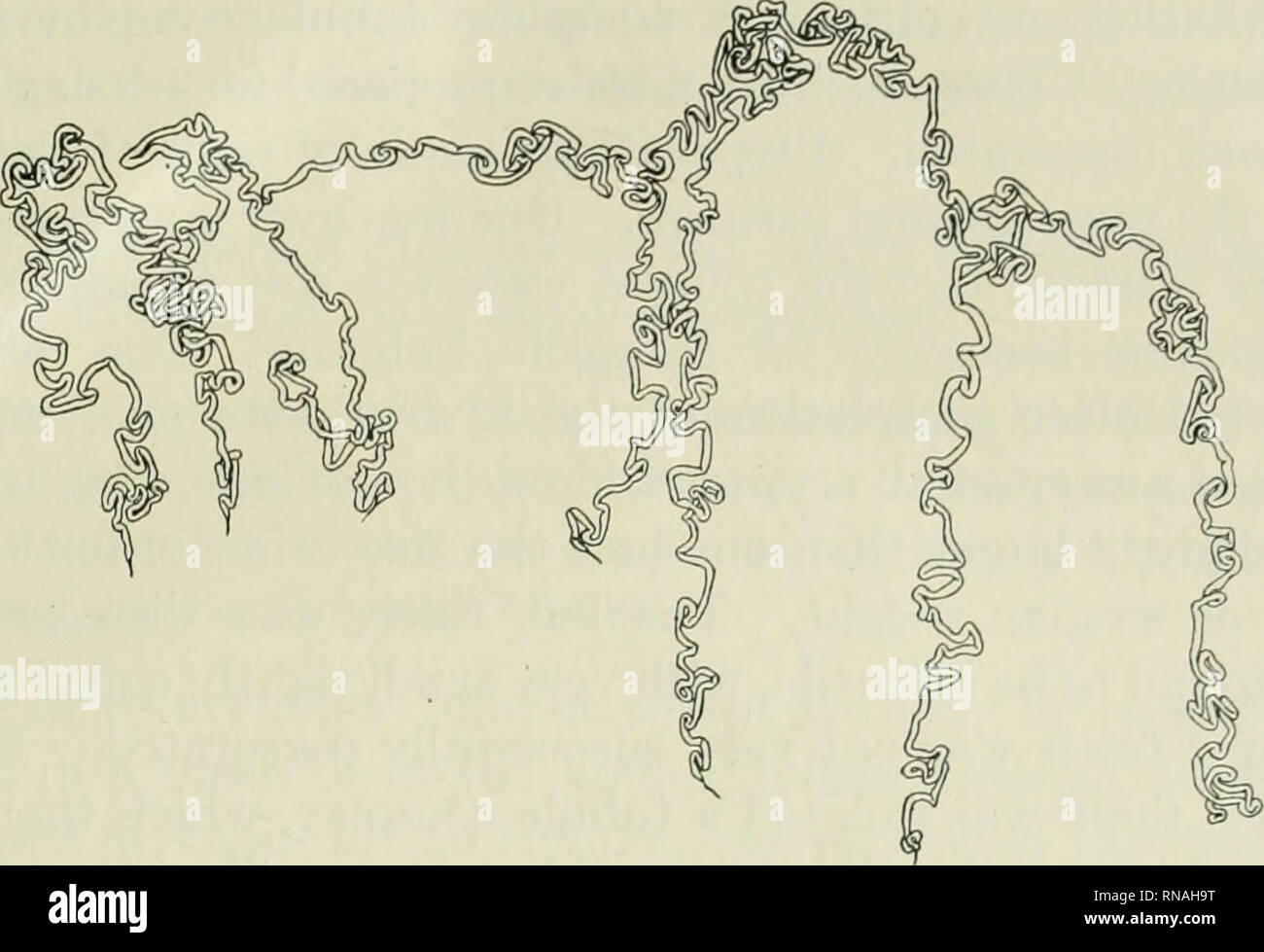 . The anatomical record. Anatomy; Anatomy. SEMINIFEROUS TUBULES OF ...