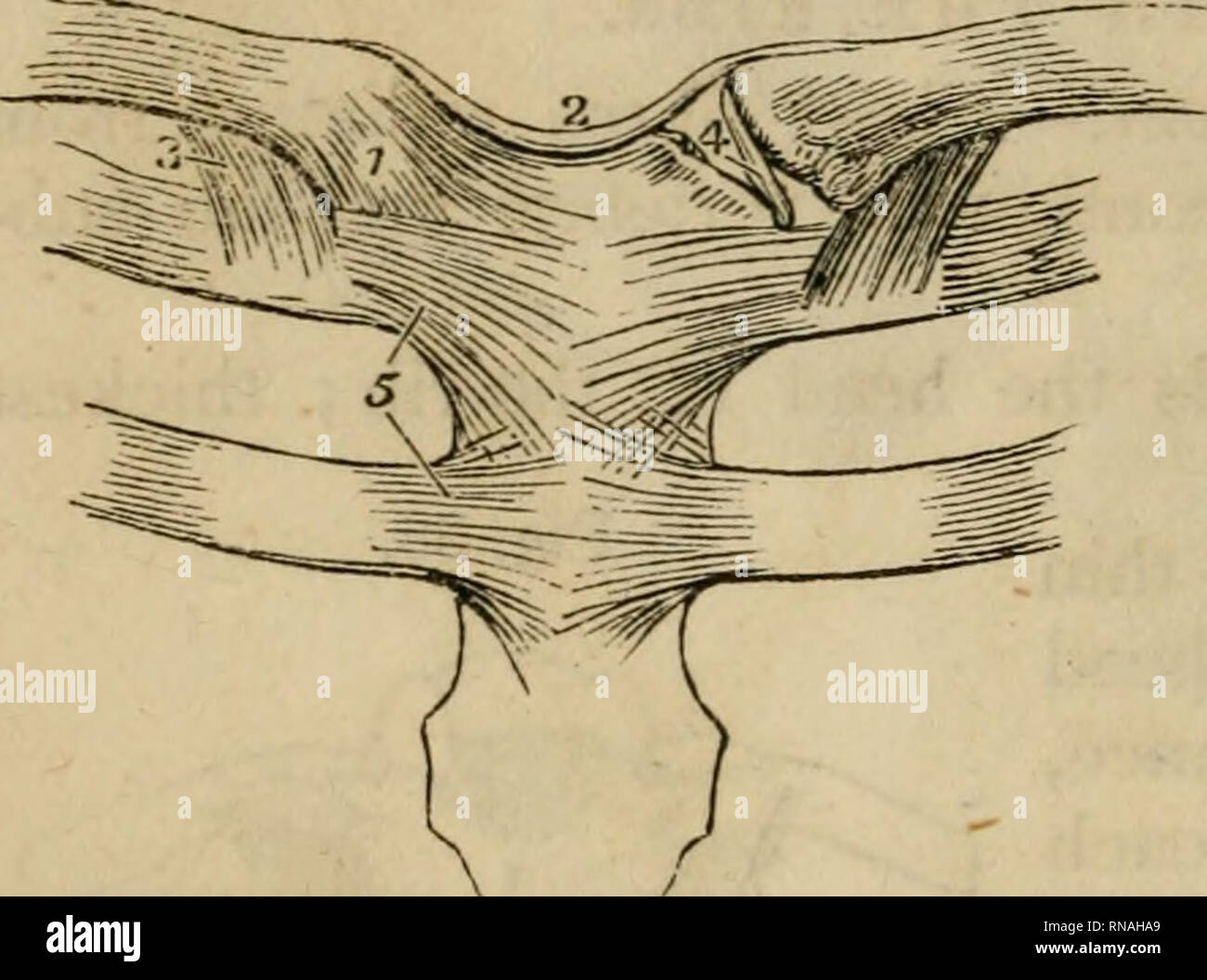 . An analytical compendium of the various branches of medical science ...