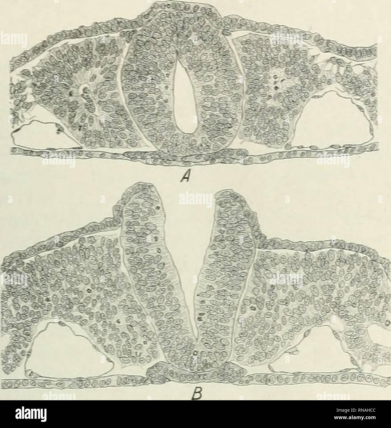 . The anatomical record. Anatomy; Anatomy. A. Please note that these ...